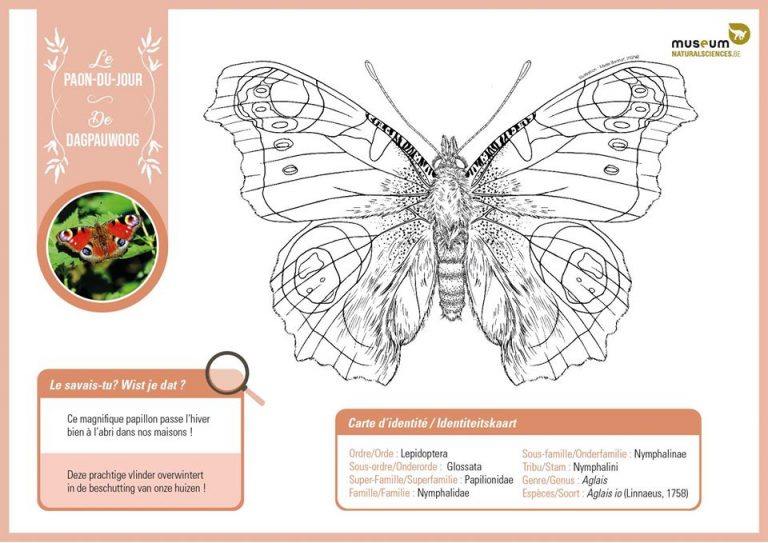 Des planches à colorier pour découvrir les insectes – PortailEduc